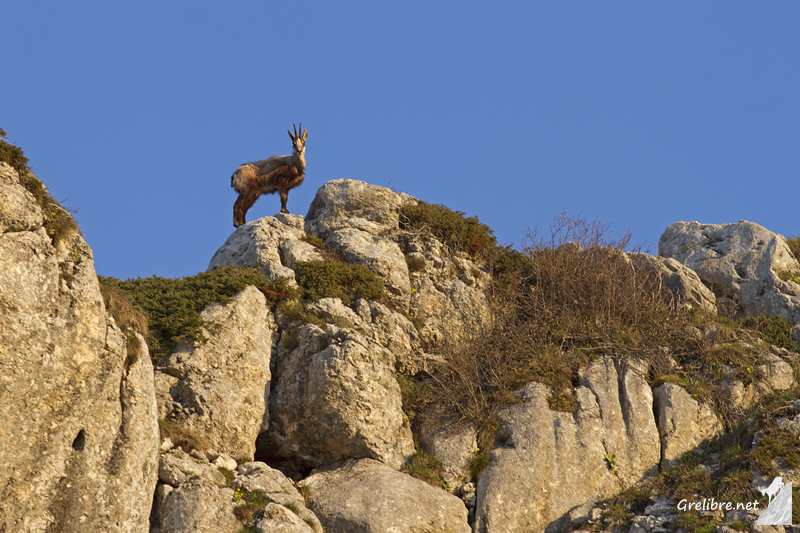 Edito du 05 juin : faune de Chartreuse